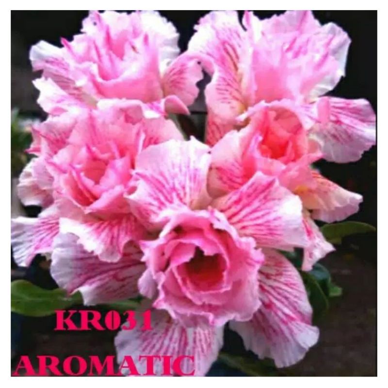 Jual Bibit Tanaman Hias Kamboja Bunga Adenium Aromatic Siam Adenium