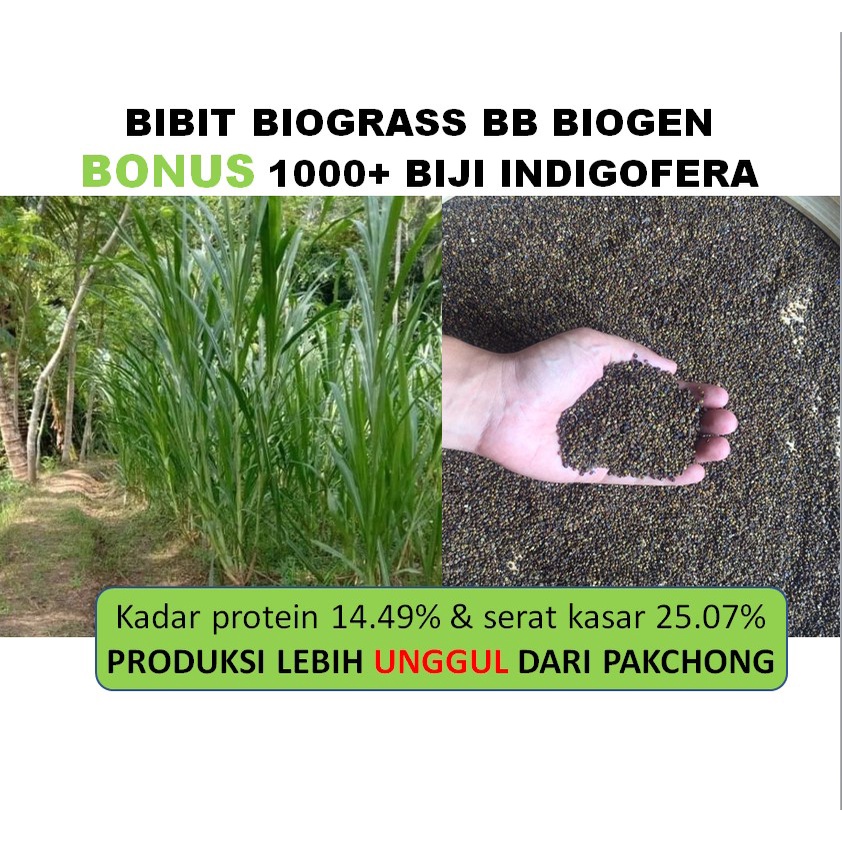 Jual Bibit Rumput Biograss BB Biogen 1kg Unggul Tahan Kering bonus ...
