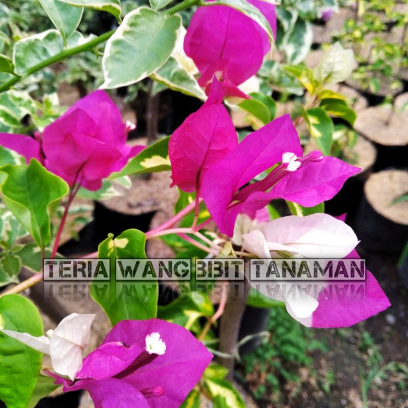 Jual Bougenville variegata merah putih | Shopee Indonesia