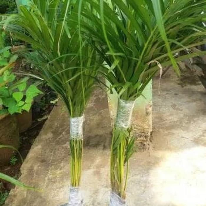 Jual Tanaman Hias Indoor Palm Kuning | Shopee Indonesia