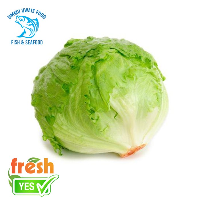 Jual Sayur Lettuce Segar - 250 Gram | Shopee Indonesia