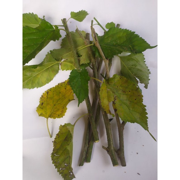 Jual stekan pohonmurbey per 5batang20bm | Shopee Indonesia