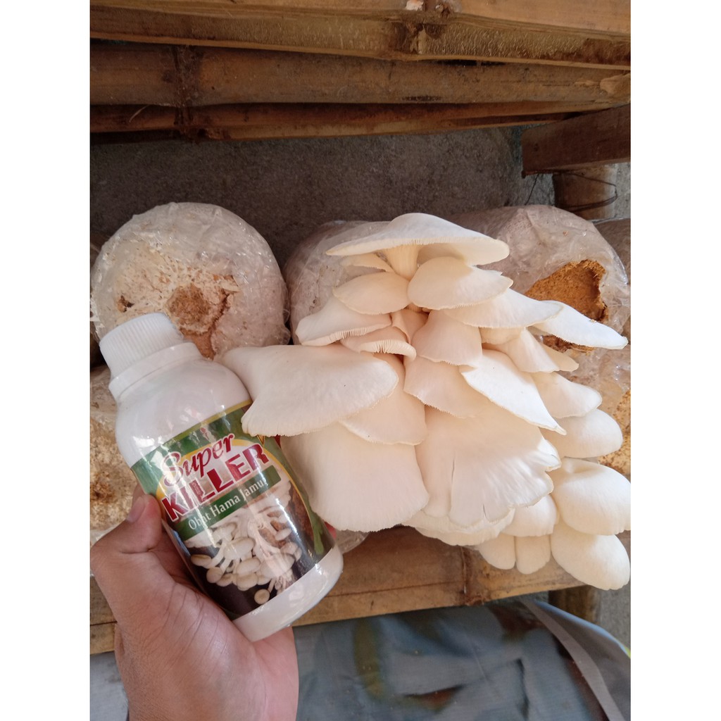 Jual TERLARIS! Jual Murah Obat Pembunuh Serangga pada Jamur Tiram ...