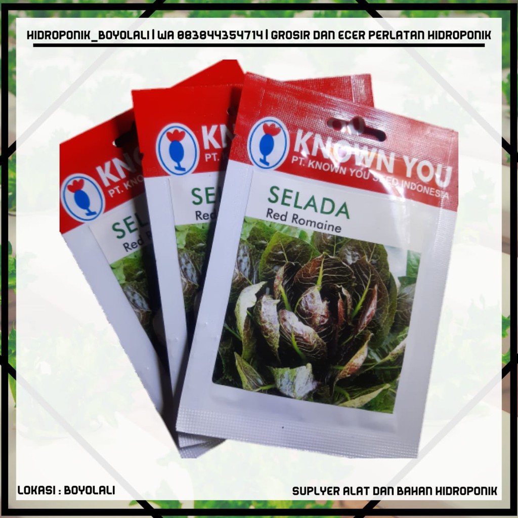 Jual BENIH SELADA RED ROMAINE KEMASAN 5GR KNOWN YOU SEED | Shopee Indonesia