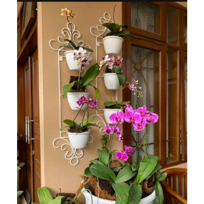 Jual STANDING POT DINDING ANGGREK | Shopee Indonesia
