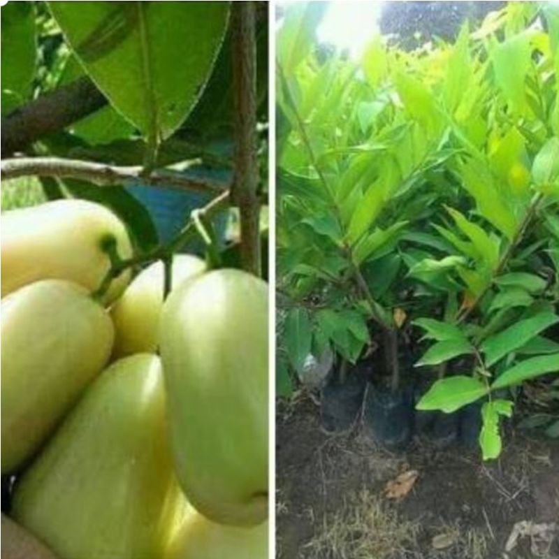 Jual Bibit Tanaman Buah Jambu Air Cincalo Super Unggul Cepat Berbuah ...