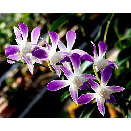 Jual anggrek dendrobium caesar siam | Shopee Indonesia