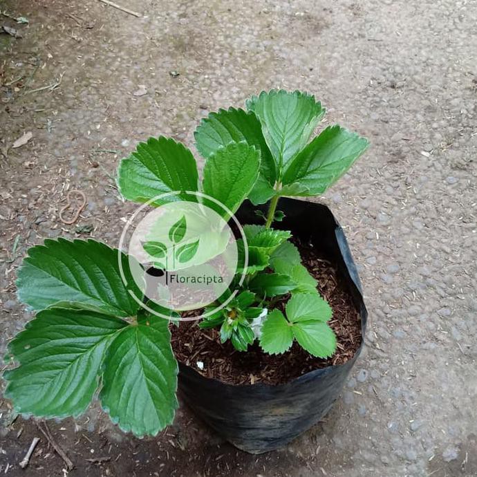 Jual Bibit Pohon Strawberry Red Giant Australia Jumbo / Tanaman Buah ...