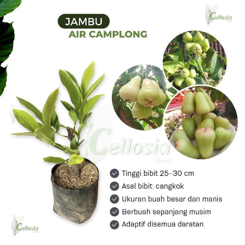 Jual Bibit Tanaman Buah Jambu Air Camplong (Cangkok) | Shopee Indonesia