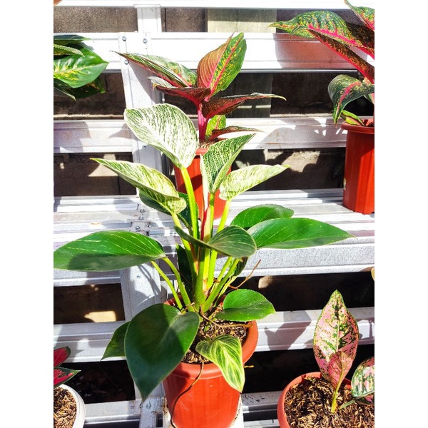 Jual Philo birkin lokal jumbo | Shopee Indonesia