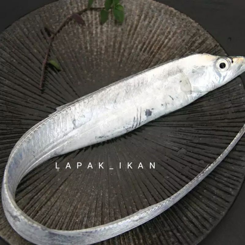 Jual Ikan Layur Segar Fresh Bergaransi 1Kg | Shopee Indonesia