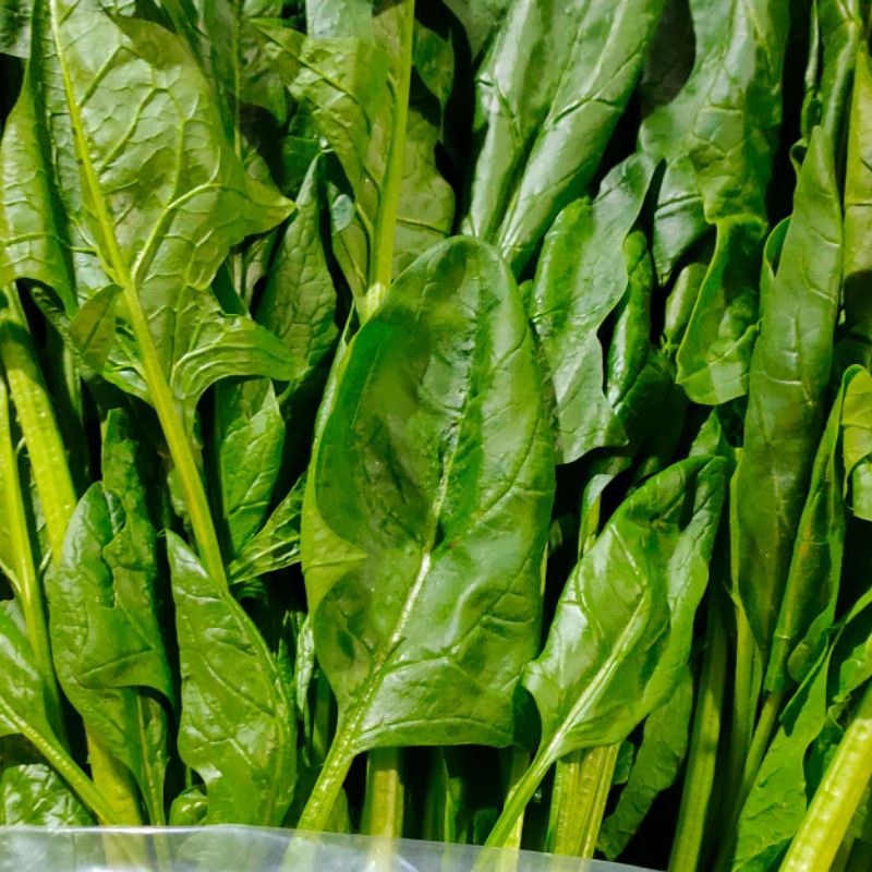 Jual bayam Jepang (horenzo)pagoda | Shopee Indonesia