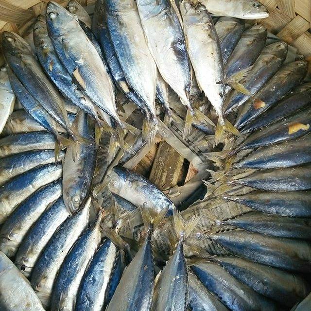 Jual Ikan gembung rebus | Shopee Indonesia