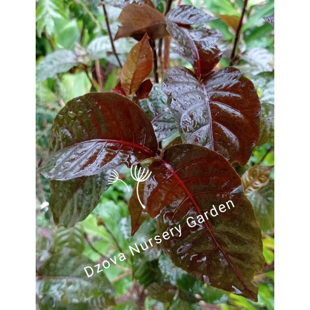 Jual (Min Order: 50 Lembar) Daun Ungu / Handeuleum segar | Shopee Indonesia