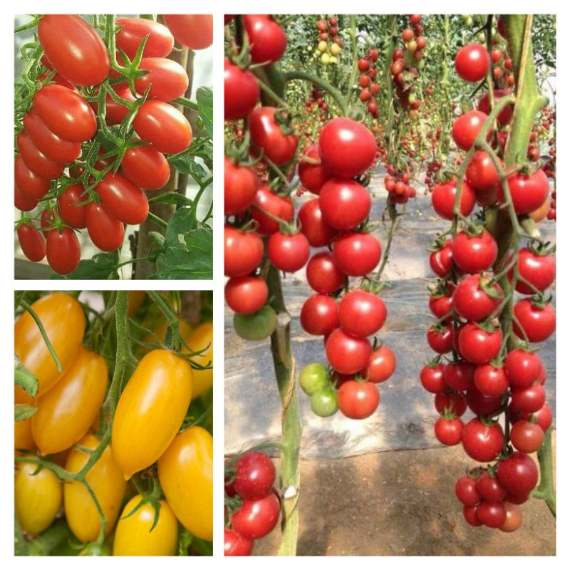 Jual 50 BUTIR Benih Unggul Tomat Ceri Merah Kuning | Shopee Indonesia