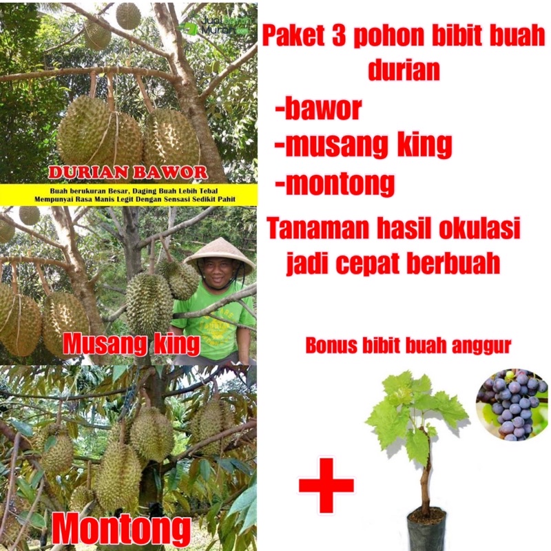 Jual PROMO !!! PAKET 3 POHON BIBIT BUAH DURIAN MONTONG BAWOR MUSANGKING + BONUS | Shopee Indonesia