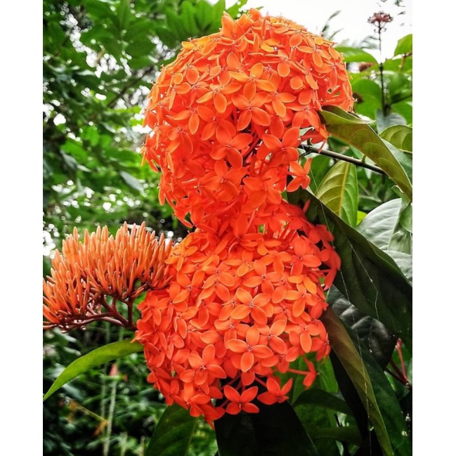 Jual Bunga asoka oren emas jumbo murah | Shopee Indonesia