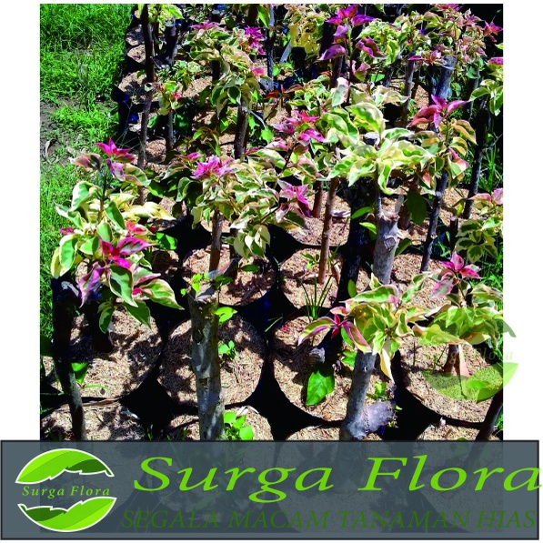 Jual Tanaman Bougenville Singapore Variegata . Varian Pink Fanta/Ungu ...