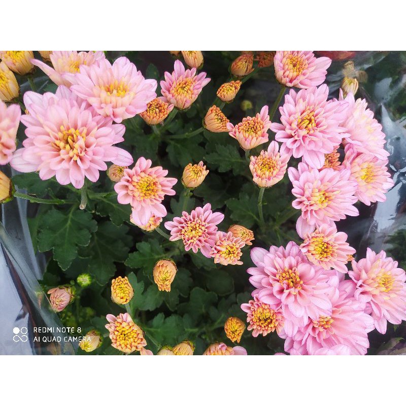 Jual Tanaman hias bunga krisan 1 POT isi 7-9 pohon rimbun berbunga ...