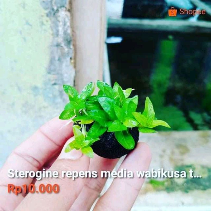 Jual strogen repens media wabikusa pul daun air tanaman aquascape ...
