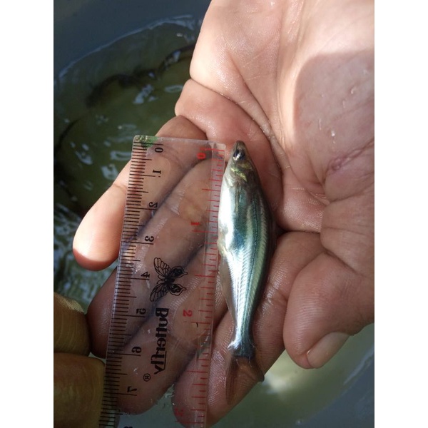 Jual bibit ikan patin ukuran 5-6 cm | Shopee Indonesia
