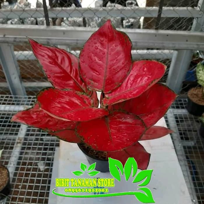 Jual tanaman hias aglonema red anjamani - pohon aglonema red anja ...