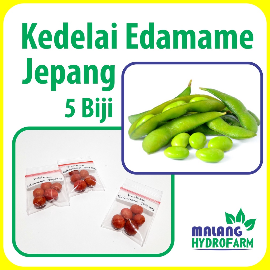 Jual Benih Kedelai Edamame Jepang 5 biji Unggulan berkualitas bibit ...