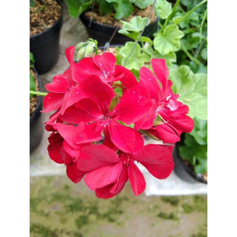 Jual Geranium merah bunga gantung/ Pelargonium zonale red | Shopee ...