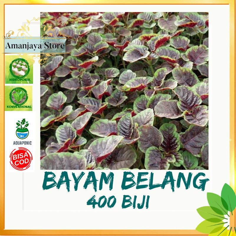 Jual Benih BAYAM BELANG - bayam Batik loreng 400 biji | Shopee Indonesia
