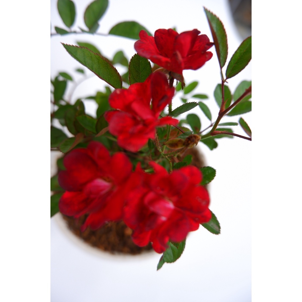 Jual Bunga Mawar Rambat - Sudah Berbunga - Climbing Rose - Tanaman Hias ...