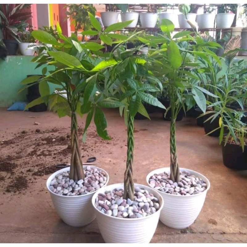 Jual tanaman pachira (Pachira affinis) aquatica money tree -penghias ...