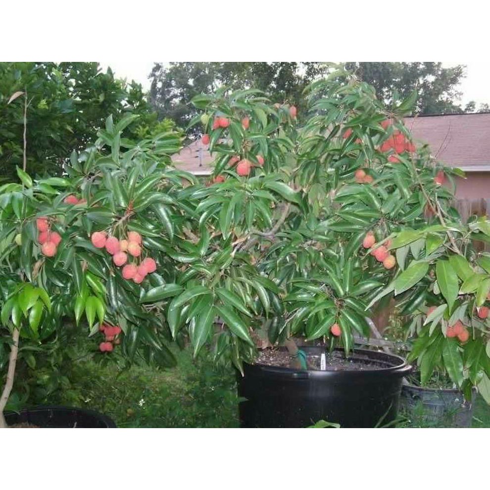 Jual Benih Bibit Buah Bibit Tanaman Buah Leci Daratan - Leci Kom R ... Jual Benih Bibit Buah Bibit Tanaman Buah Leci Daratan - Leci Kom R ...
