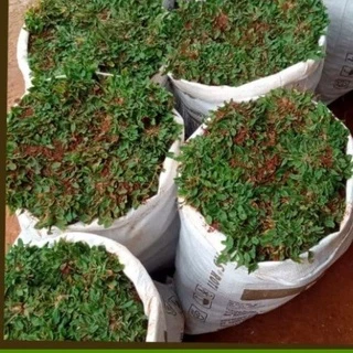 Jual rumput gajah mini Harga Terbaik & Termurah Agustus 2025 | Shopee ...