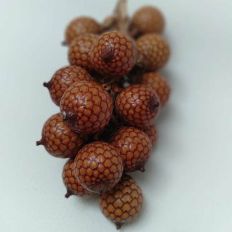 Jual BUAH JERNANG / HOE BAHAN CRAFT SEGAR 1 KG | Shopee Indonesia