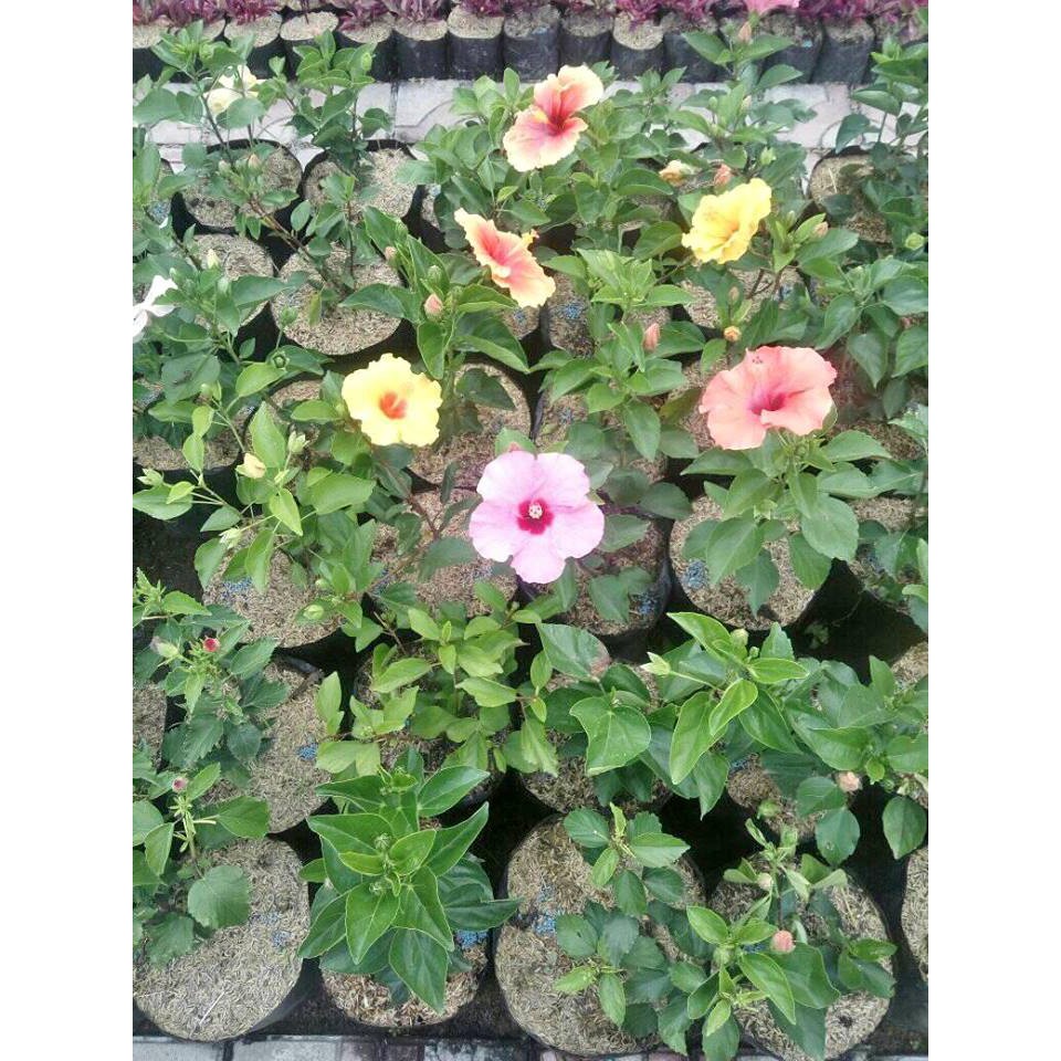 Jual Tanaman Hias Bunga Sepatu Bangkok - Bunga (Hibiscus rosa-sinensis ...