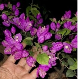 Jual Bougenville Anggur Ungu Ori Bugenvil Import Jenis Anggur | Shopee ...