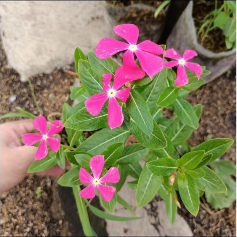 Jual Tanaman bunga tapak dara, tanaman hias, bunga hidup, foto asli ...