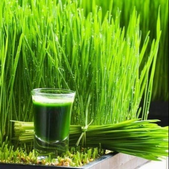 Jual Wheatgrass Rumput Kucing Rumput Gandum | Shopee Indonesia