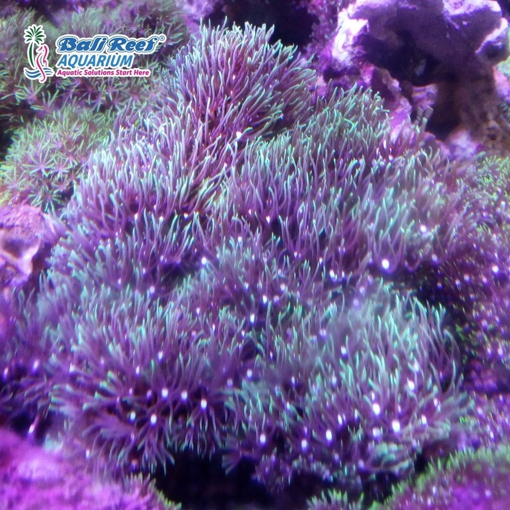 Jual Polip Bintang Hijau Green Star Polyps | Shopee Indonesia