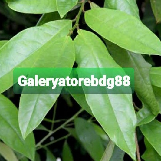 Jual Daun huni daun buni segar 500 gram | Shopee Indonesia