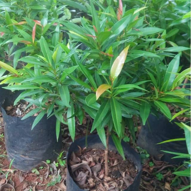 Jual bibit tanaman pucuk merah tinggi 10 cm-15 cm | Shopee Indonesia