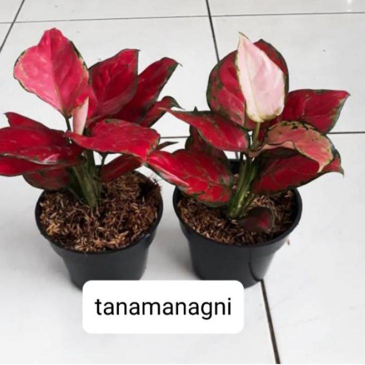 Jual Lebih Kekinian Aglonema Red Anjamani RIMBUN daun 8+9+10++ | Shopee ...