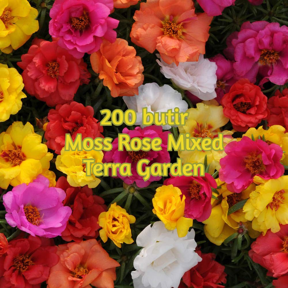 Jual Benih Bunga Krokot Moss Rose Mixed Portulaca 200 seeds biji Aster ...