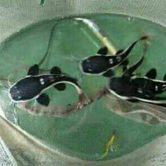 Jual Ikan RTC Red Tail catfish lele amazone | Shopee Indonesia
