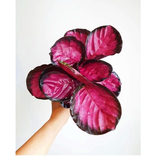 Jual calathea crimson/ tanaman hias hidup calathea Crimson sudah sama ...