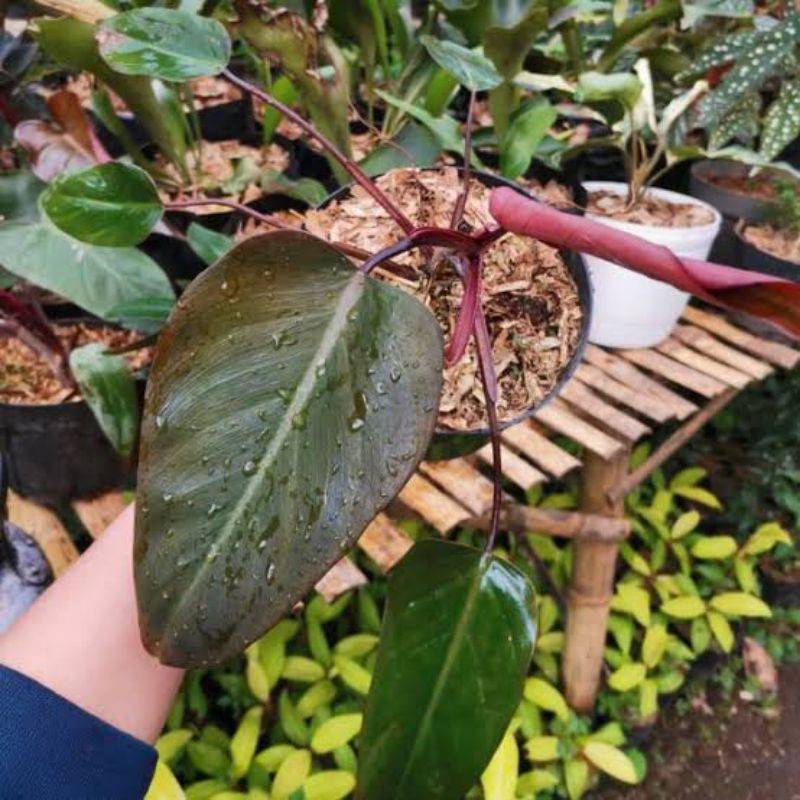 Jual PHILODENDRON DARK LORD (MEDIUM) | Shopee Indonesia