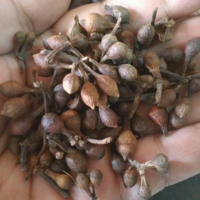 Jual Ceplikan 1kg - Biji Ceplikan - Ceplik Sari | Shopee Indonesia