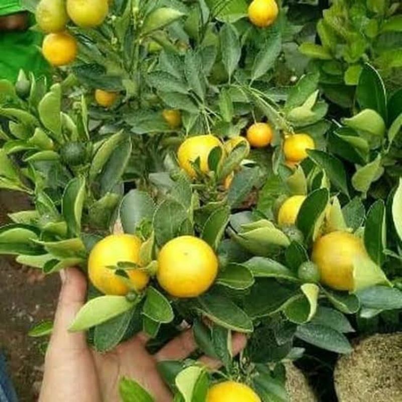 Pohon Jeruk Limao Jual Bibit Pohon Jeruk Limo//jeruk Limau Di Seller