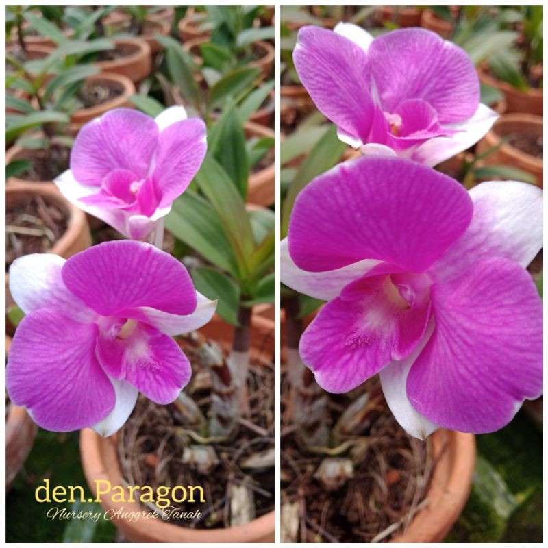 Jual Anggrek Dendrobium Paragon Mini | Shopee Indonesia