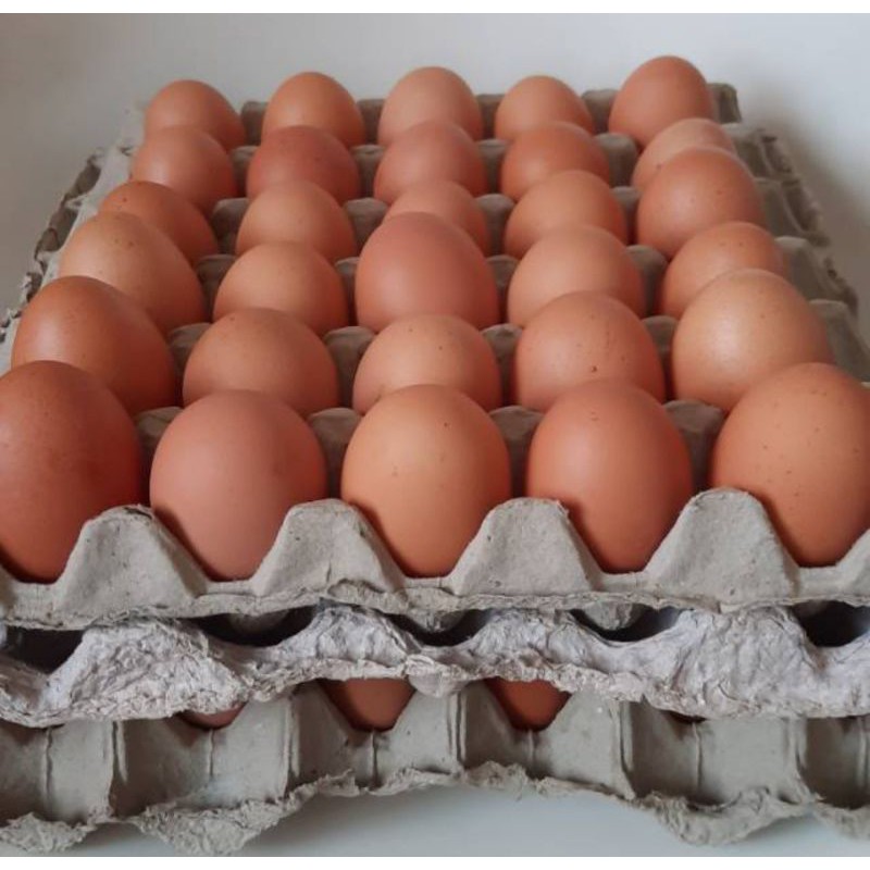 Jual Telur Ayam Negri Fresh Satu Papan (30 butir) | Shopee Indonesia